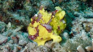 A "New Fish Species Found in Venezuela" Is Going Viral For Looking ...